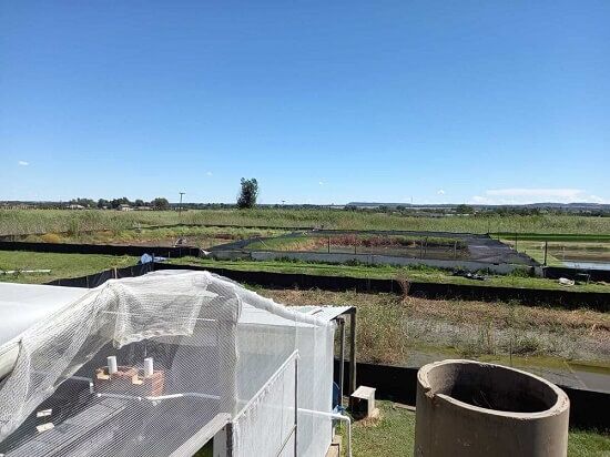 Koi Fish & Goldfish Farm And Supplier In South Africa