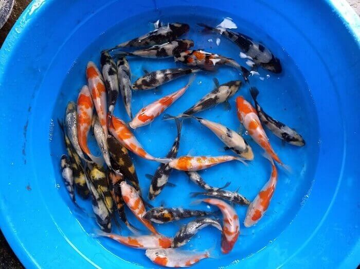 Koi Fish South Africa - Top Quality Koi Fish Farm And Supplier.