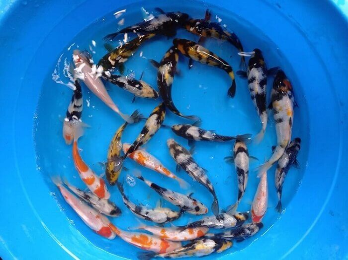 Koi Fish South Africa - Top Quality Koi Fish Farm And Supplier.