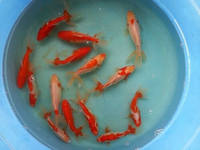 Koi Fish & Goldfish Farm And Supplier In South Africa