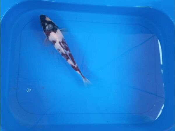 Koi Fish South Africa - Top Quality Koi Fish Farm And Supplier.