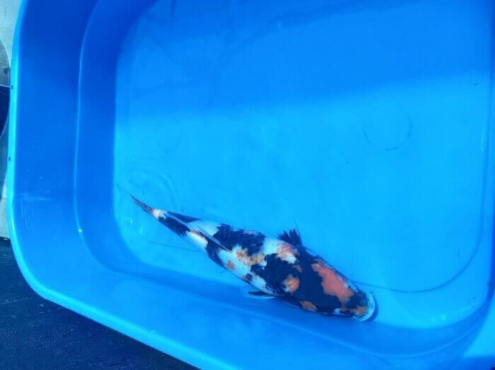 Koi Fish South Africa - Top Quality Koi Fish Farm And Supplier.