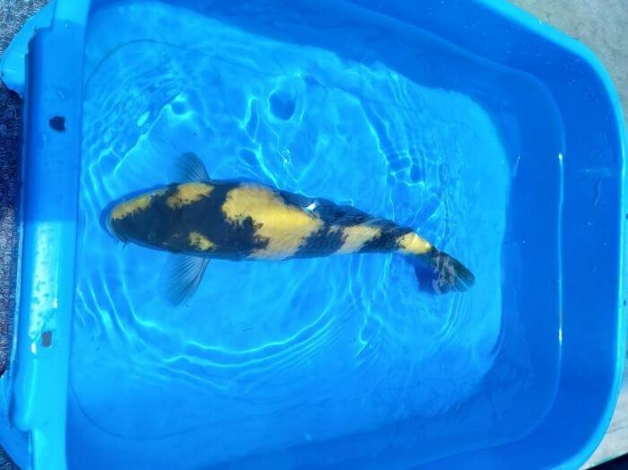 Koi Fish South Africa - Top Quality Koi Fish Farm And Supplier.