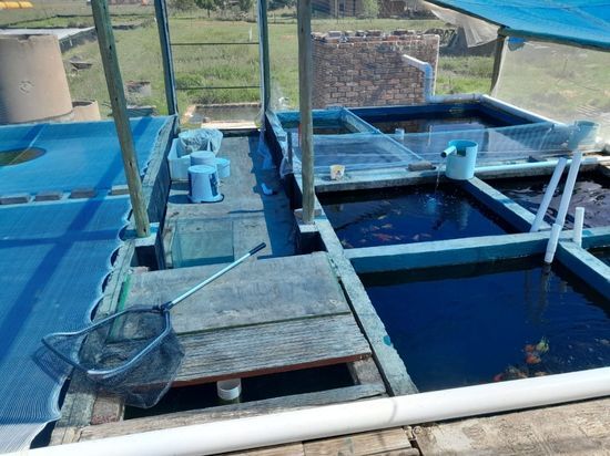 Koi Fish & Goldfish Farm And Supplier In South Africa