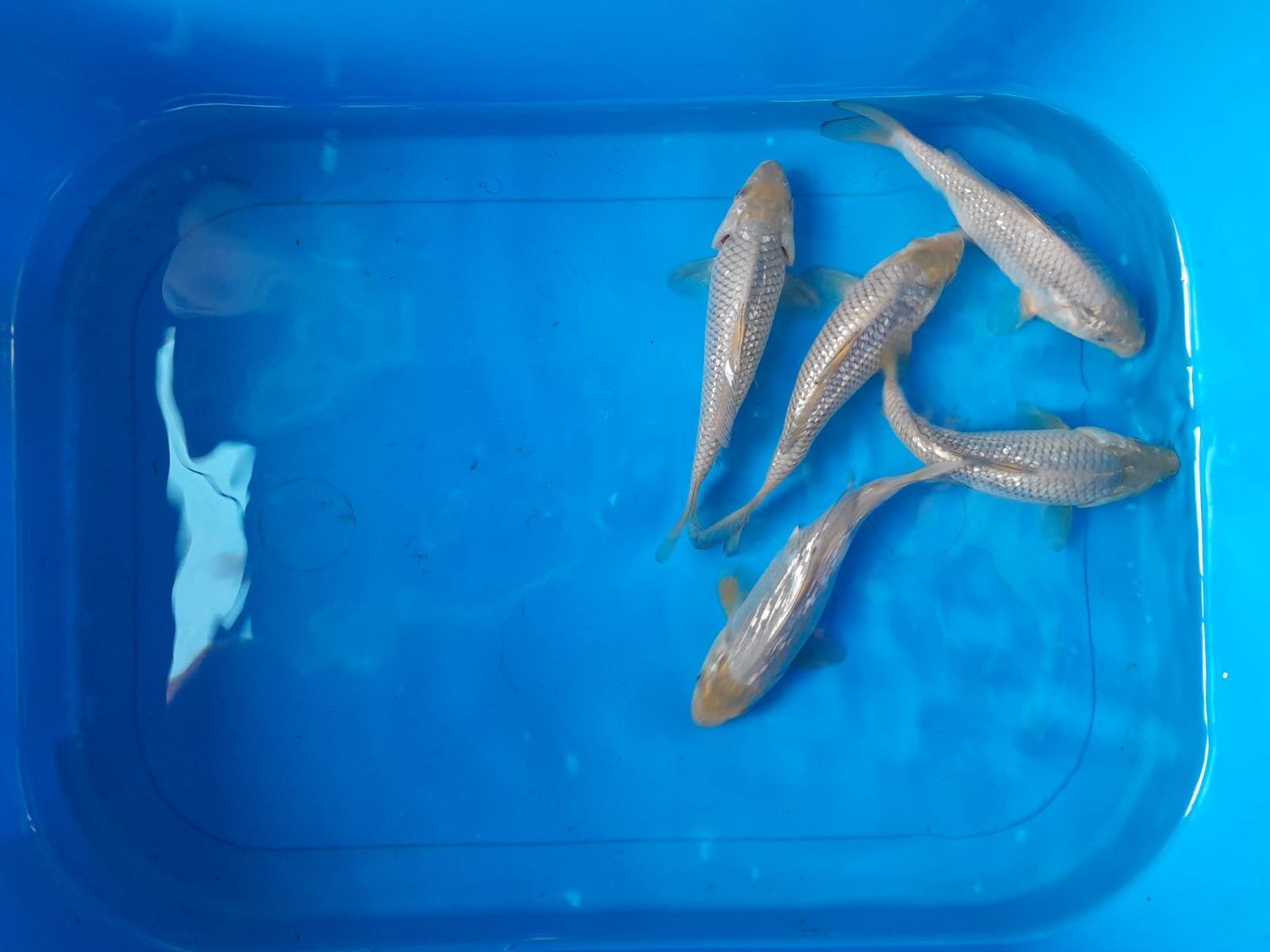 Koi Fish South Africa - Top Quality Koi Fish Farm And Supplier.