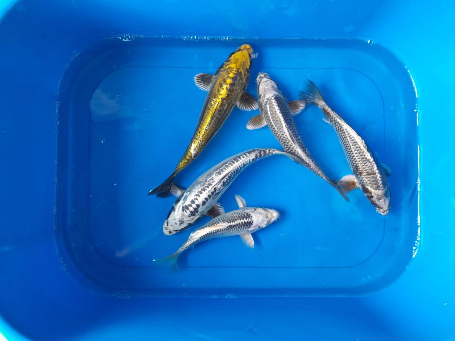 Koi Fish South Africa - Top Quality Koi Fish Farm And Supplier.