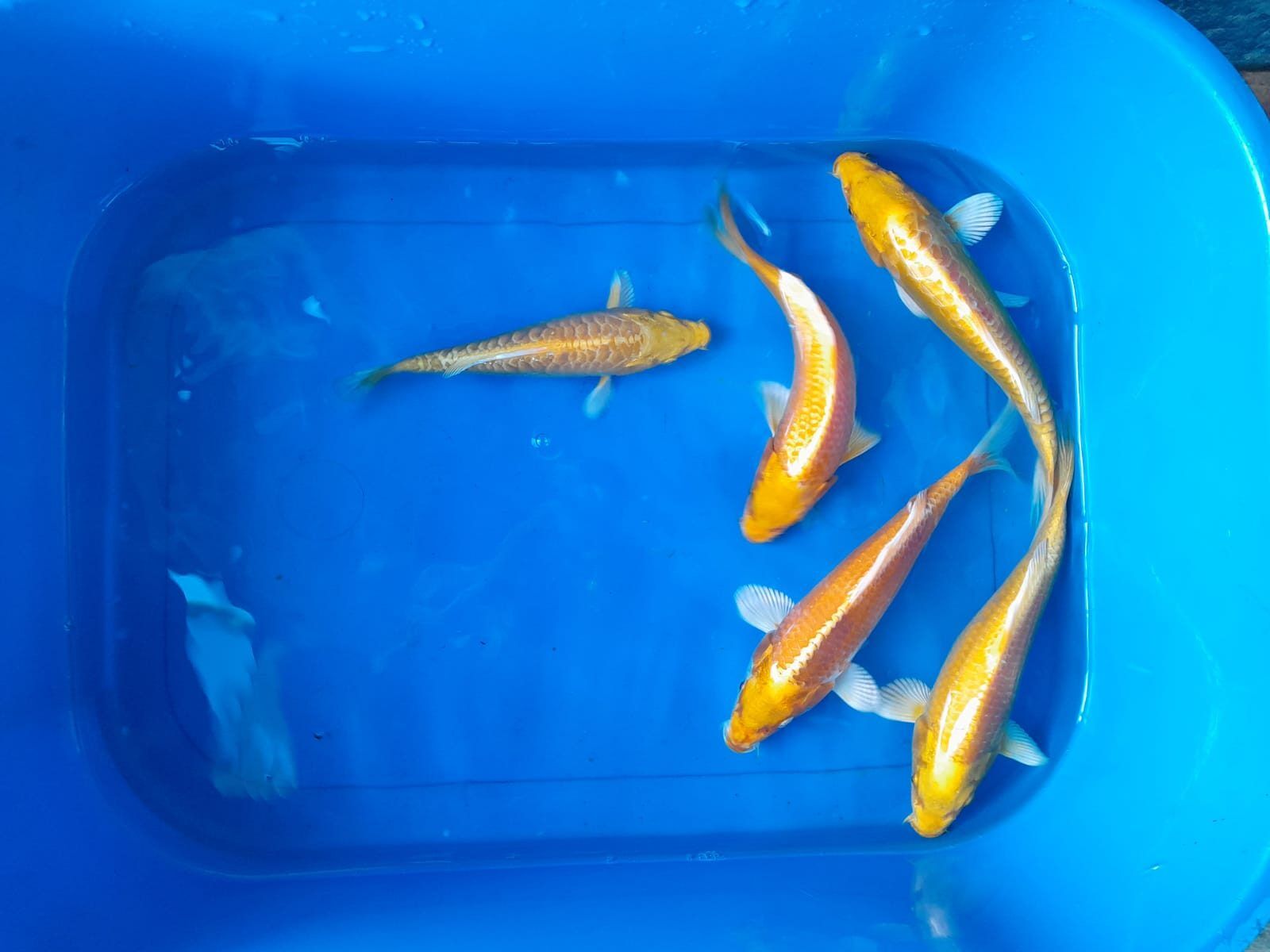 Koi Fish South Africa - Top Quality Koi Fish Farm And Supplier.